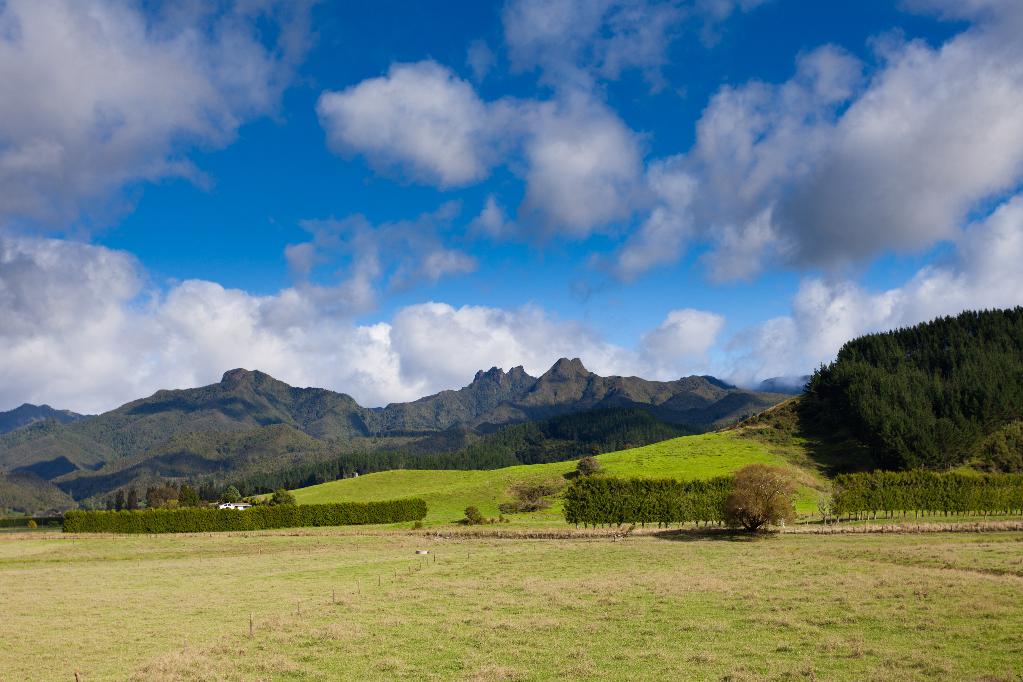 Simpson Grierson - Navigating the future of forestry and farming ...